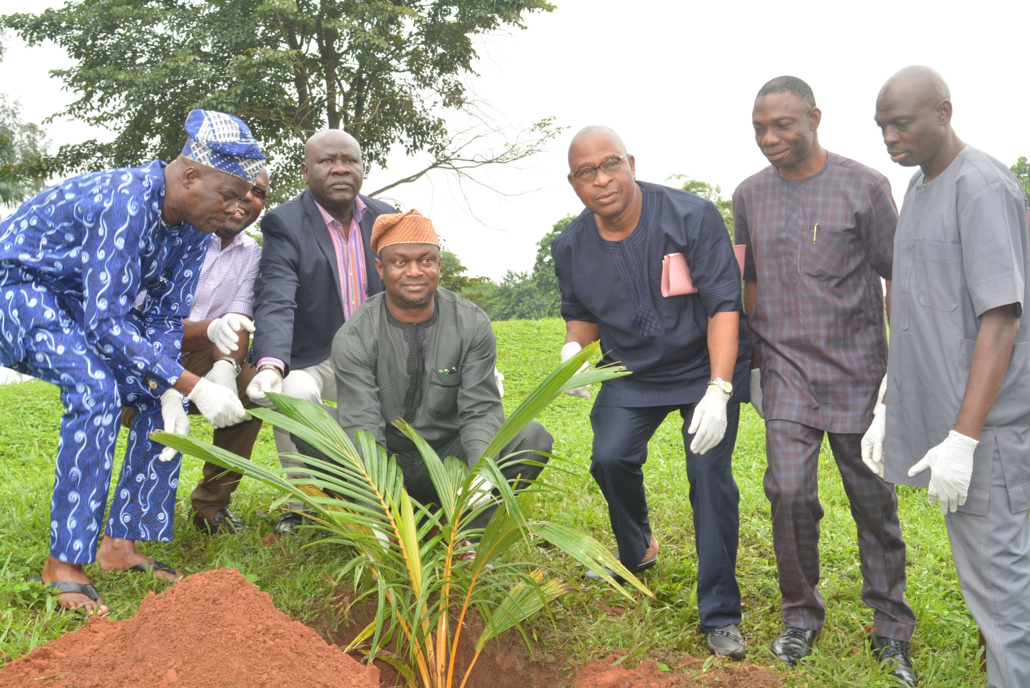 LASUSTECH Plants 800 Coconut Trees